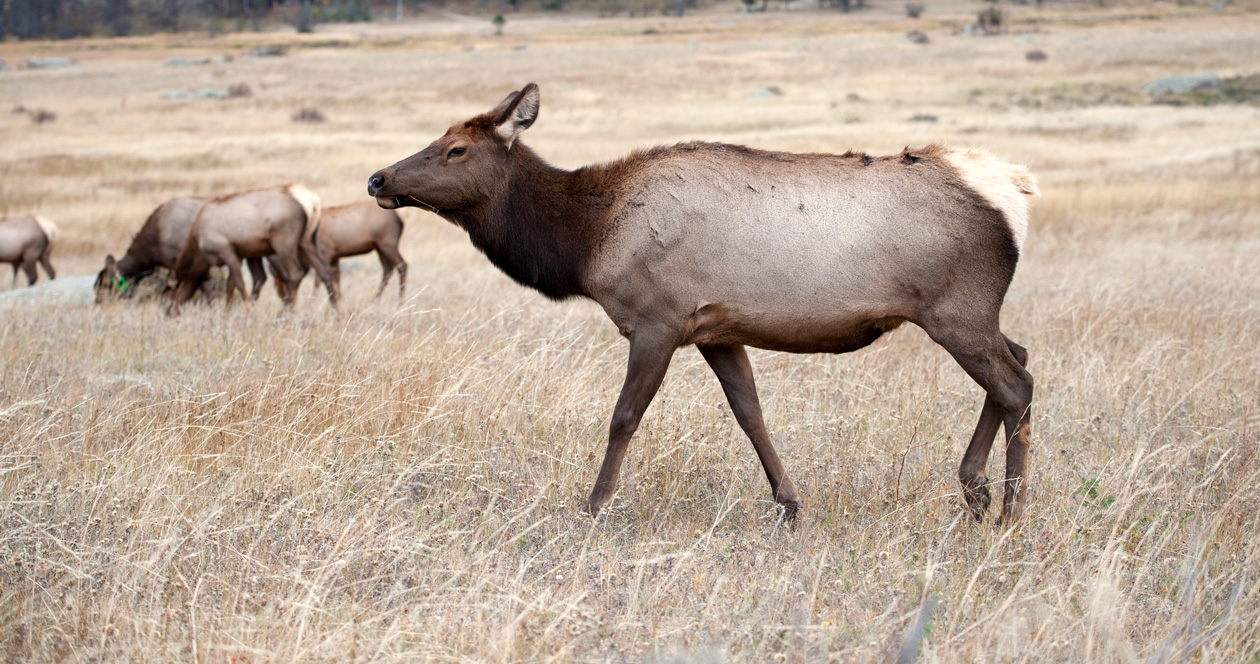 New study links human development to elk decline in Colorado // GOHUNT ...