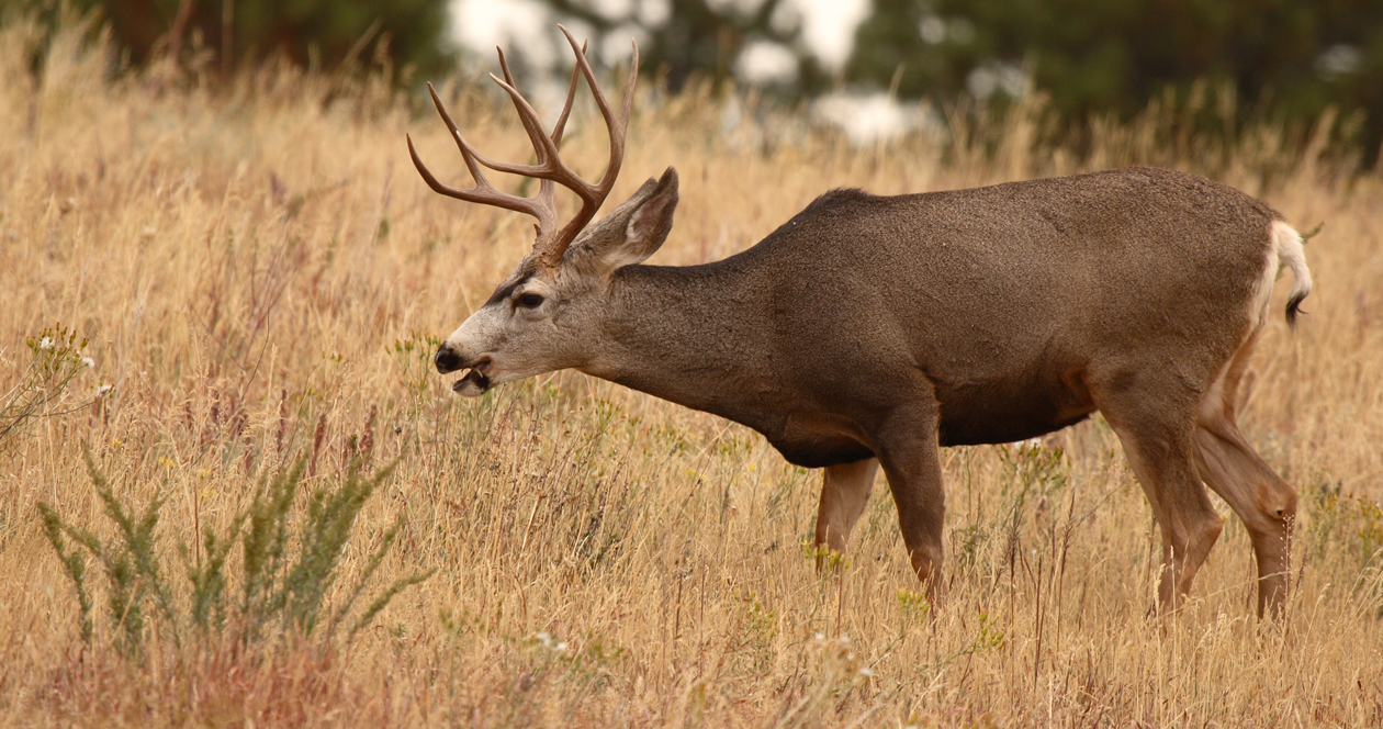Utah checks on health of Antelope Island mule deer // GOHUNT. The ...