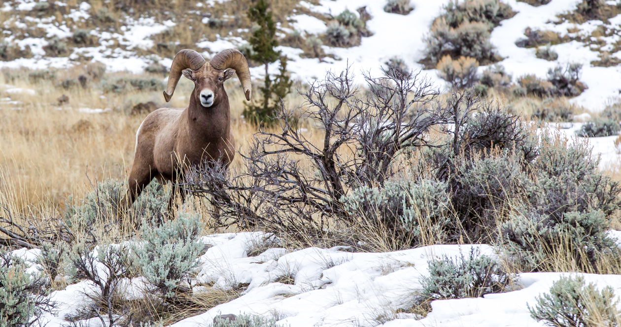 Wildfires a positive deal for Colorado bighorn sheep? // GOHUNT. The ...