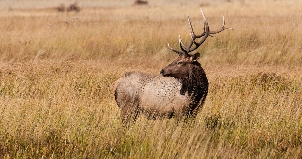 How weather and moon phases affect elk behavior // GOHUNT. The Hunting ...
