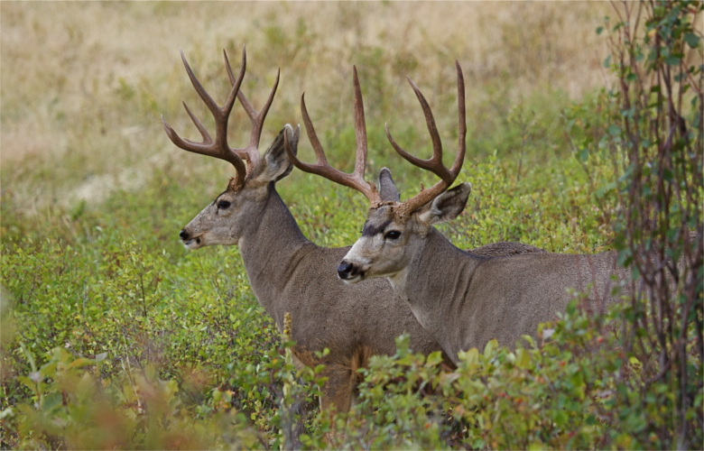 Utah to add over 4,000 mule deer permits for 2016 // GOHUNT. The ...