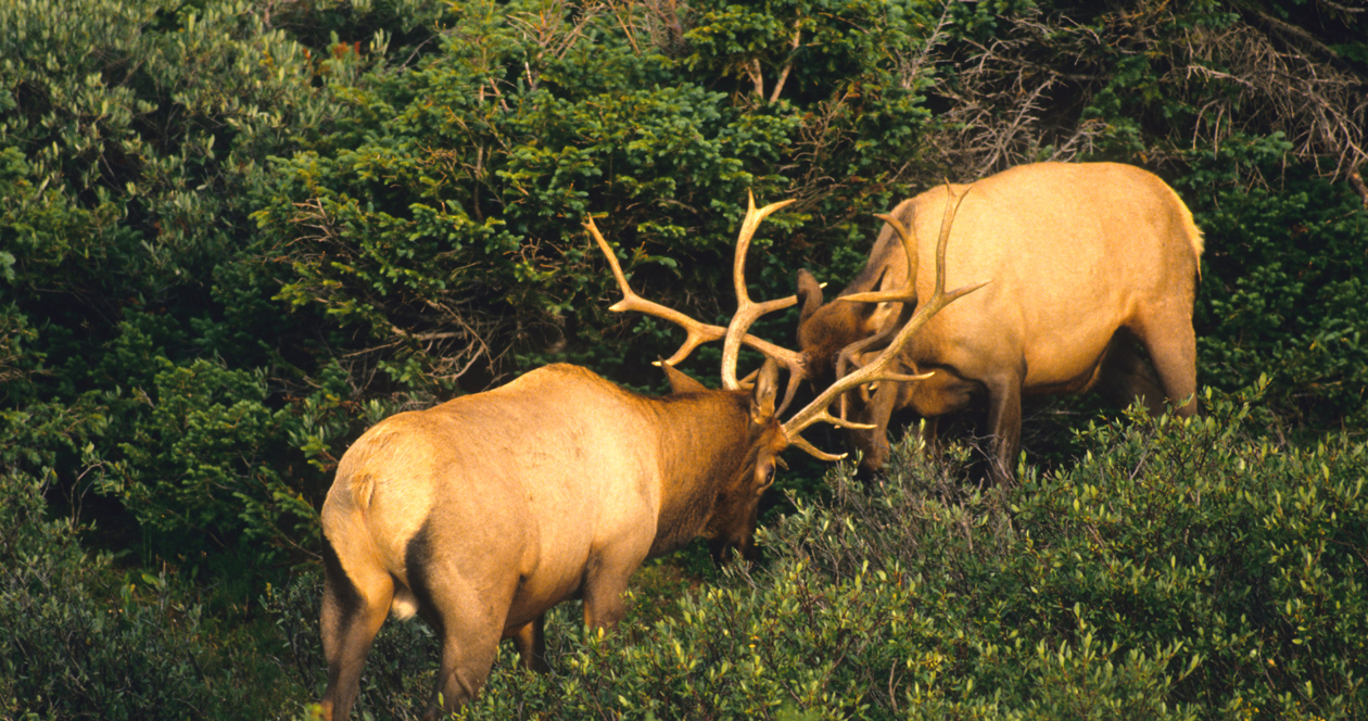 Oregon announces new electronic licensing system // GOHUNT. The Hunting ...