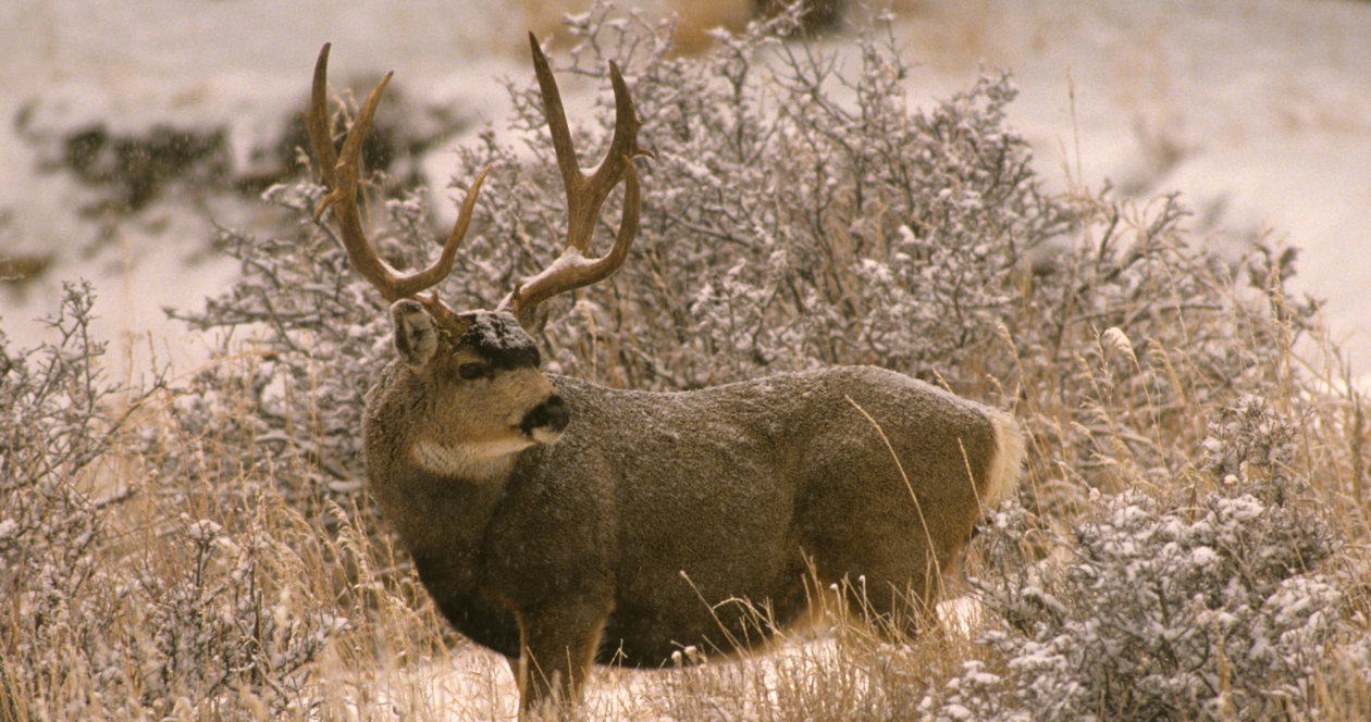 Colorado launches new two-year CWD study // GOHUNT. The Hunting Company