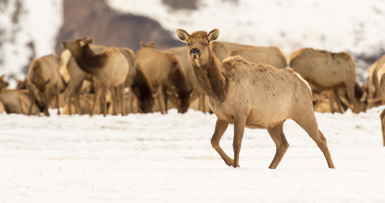 Groups sue to end Wyoming elk feeding program // GOHUNT. The Hunting ...