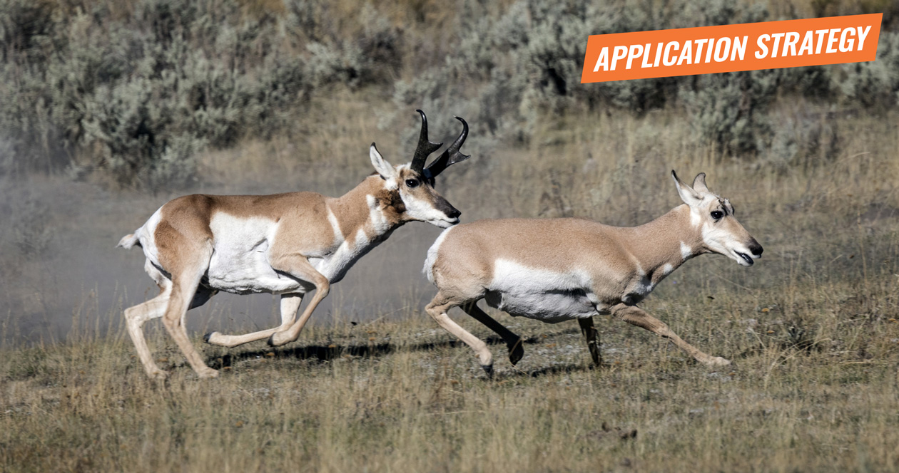APPLICATION STRATEGY 2018: New Mexico Antelope and Exotics // GOHUNT. The Hunting Company