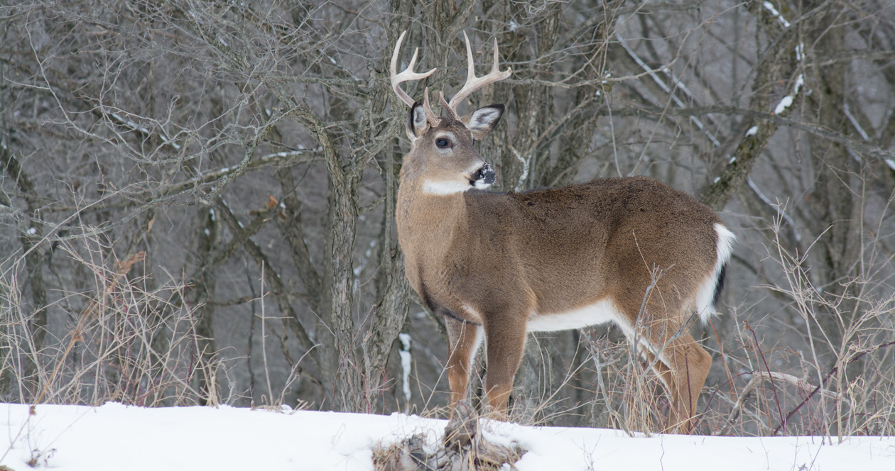 Five Michigan wildlife disease lab workers test positive for ...