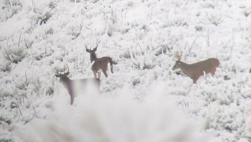 Methods to increase late season whitetail success // GOHUNT. The ...