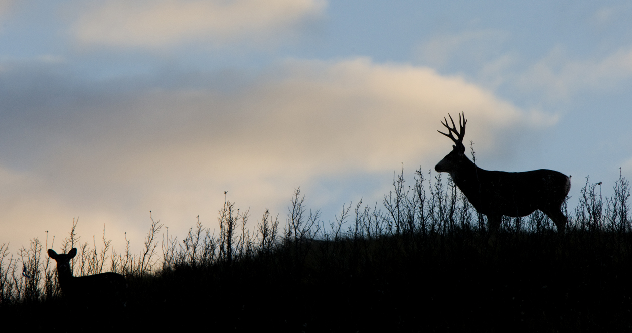 IDFG seeks info about poached mule deer // GOHUNT. The Hunting Company