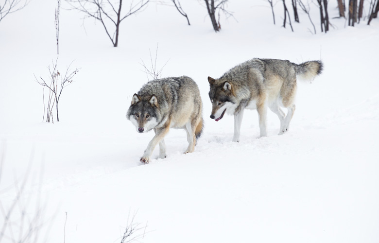 Wyoming wolves lose federal protections // GOHUNT. The Hunting Company