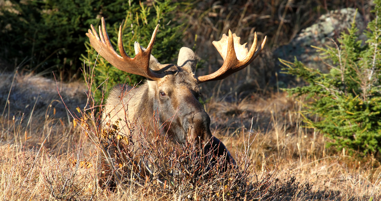 British Columbia begins year three of multi-year moose tick study ...