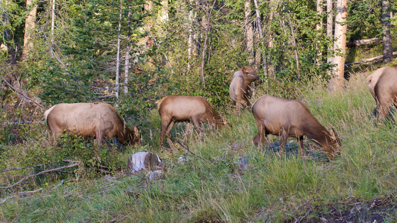 Application Overview: Utah's 2021 antlerless draw // GOHUNT. The ...
