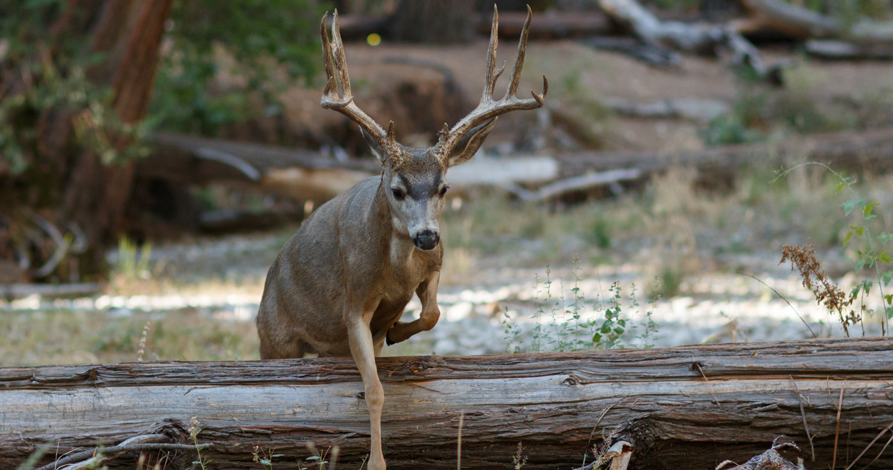 Radio-collared mule deer are re-captured in Wyoming // GOHUNT. The ...
