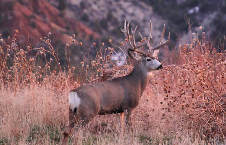 The importance of hunting ethics and values // GOHUNT. The Hunting Company