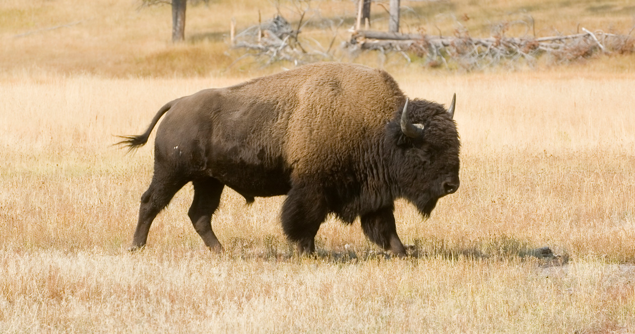 National Park Service releases draft bison management plans // GOHUNT ...