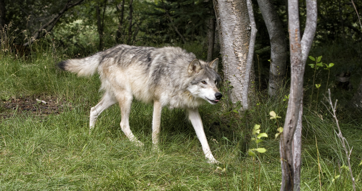 Oregon ranchers say wolves should be delisted // GOHUNT. The Hunting ...
