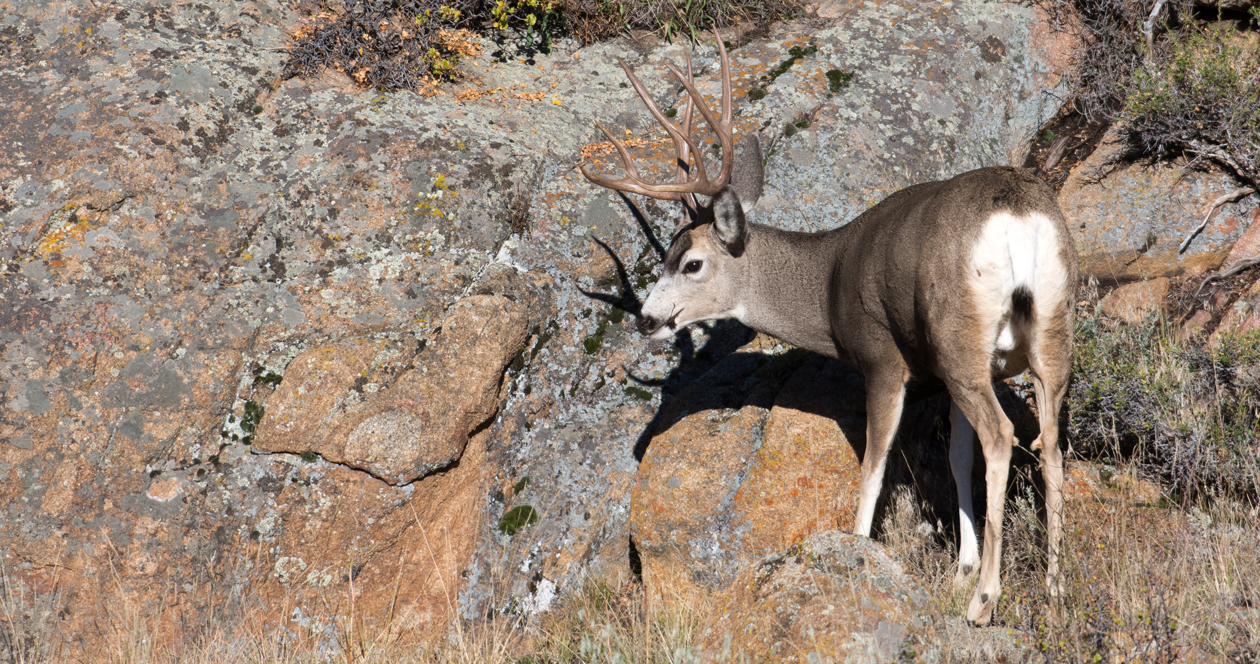 Utah DWR proposes a decrease in general season deer permits for 2021 ...