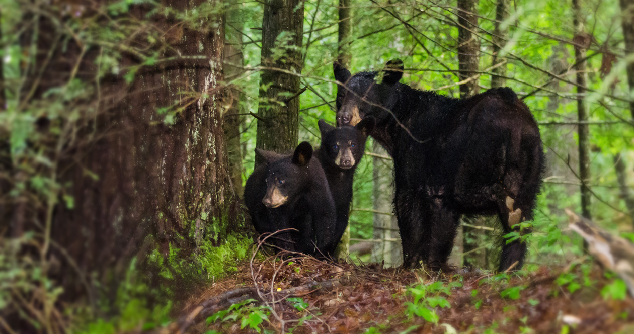 Montana lab busy thanks to East Coast bear boom // GOHUNT. The Hunting ...