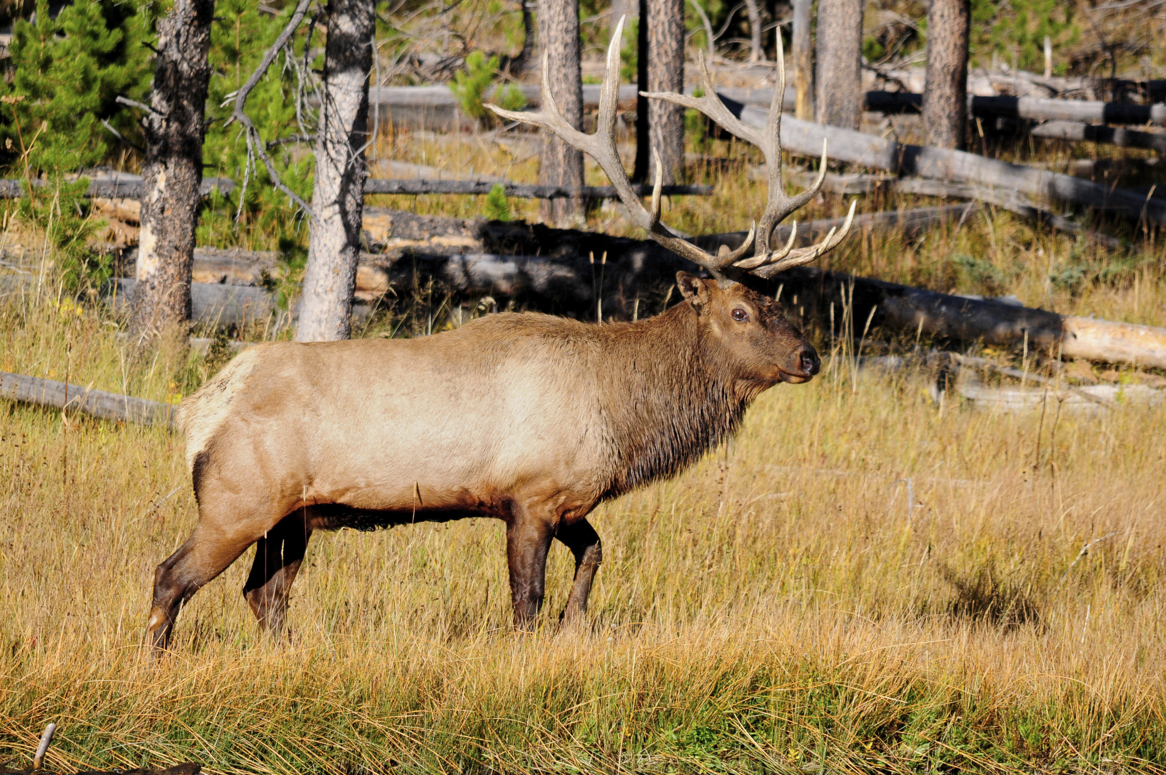 Can you buy over-the-counter elk hunting tags in Colorado? Where are ...