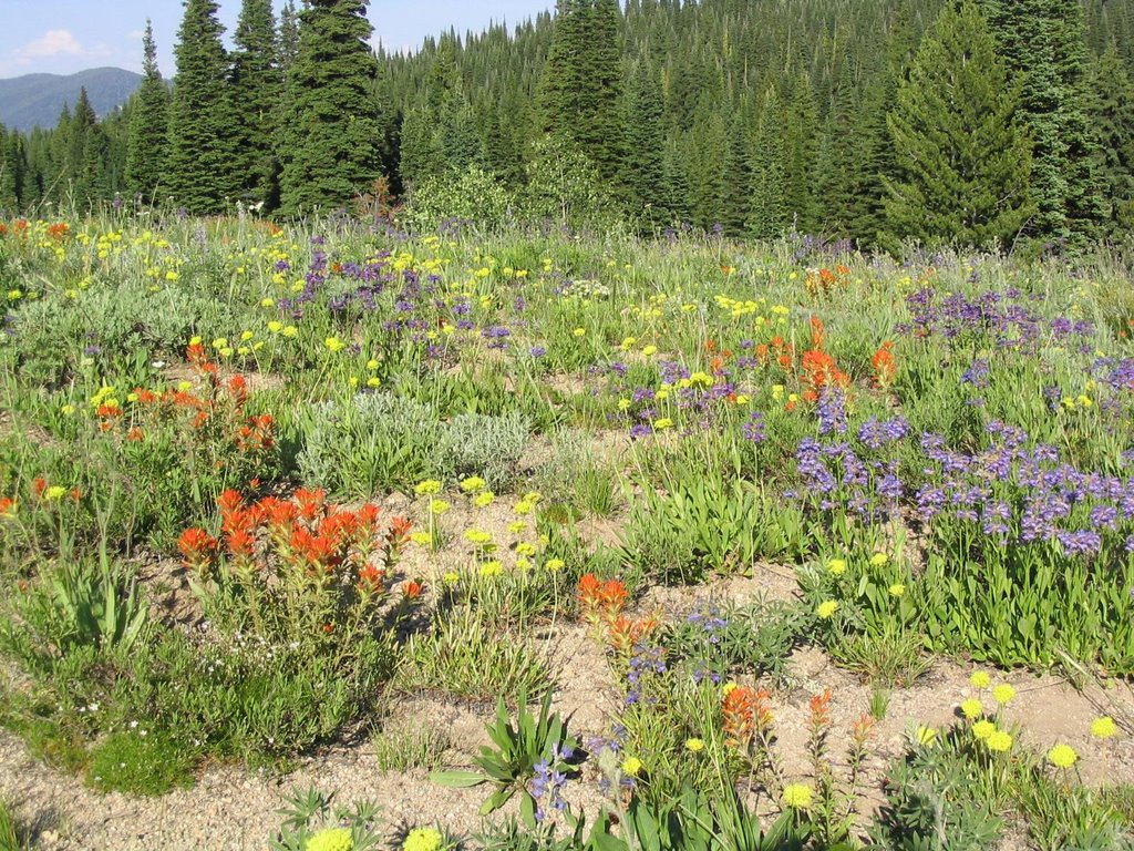 Idaho Unit 33 Unit Profile // GOHUNT. The Hunting Company