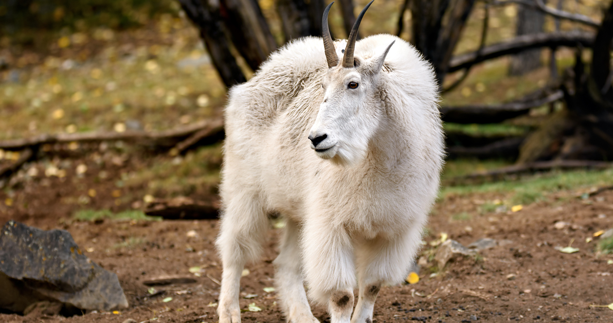 Grand Teton’s mountain goat cull is underway // GOHUNT. The Hunting Company