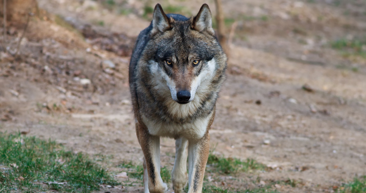 2017 Mexican wolf survey complete // GOHUNT. The Hunting Company