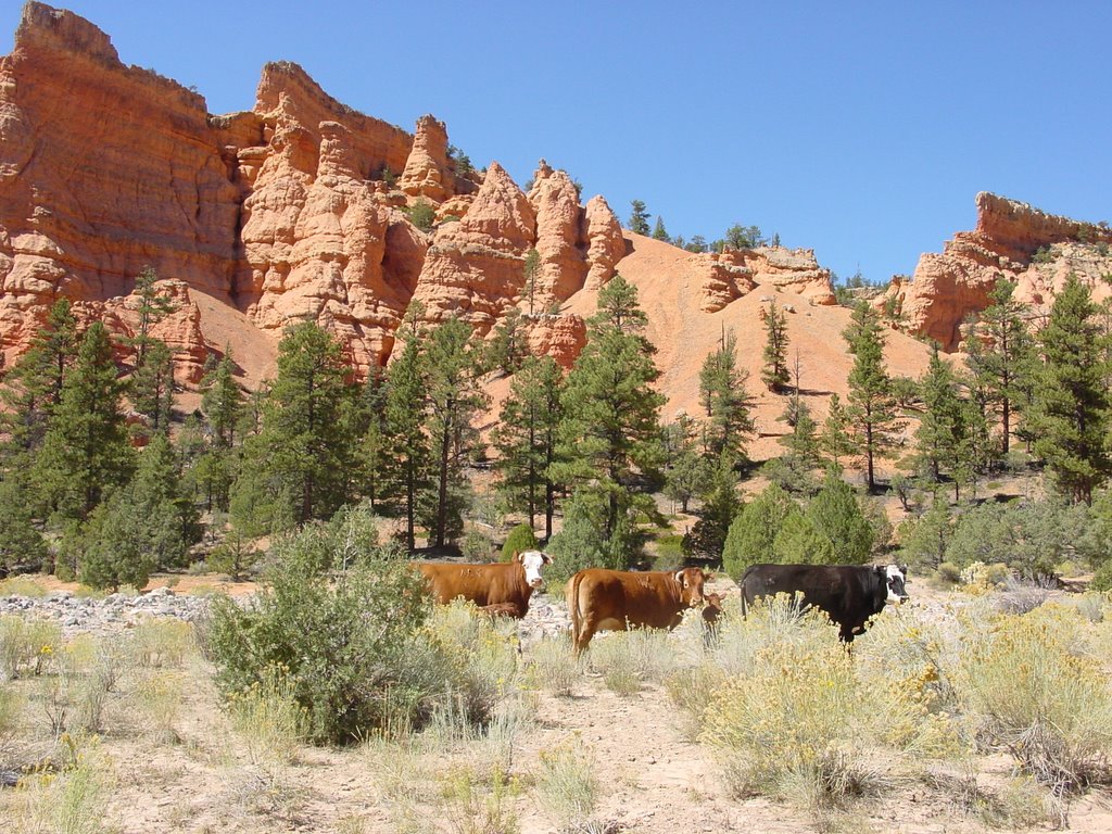 Utah Panguitch Lake Zion, North Unit Profile // GOHUNT. The Hunting Company