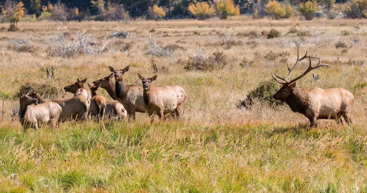 Elk hoof disease confirmed in Yakima herd // GOHUNT. The Hunting Company