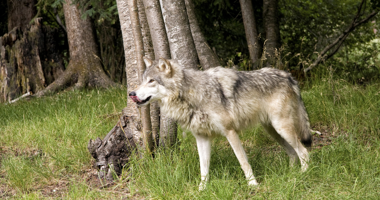 Washington wolves could be reclassified to sensitive status // GOHUNT ...