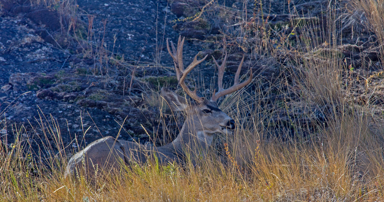 Muley Fanatic Foundation donates funds toward wildlife crossing ...