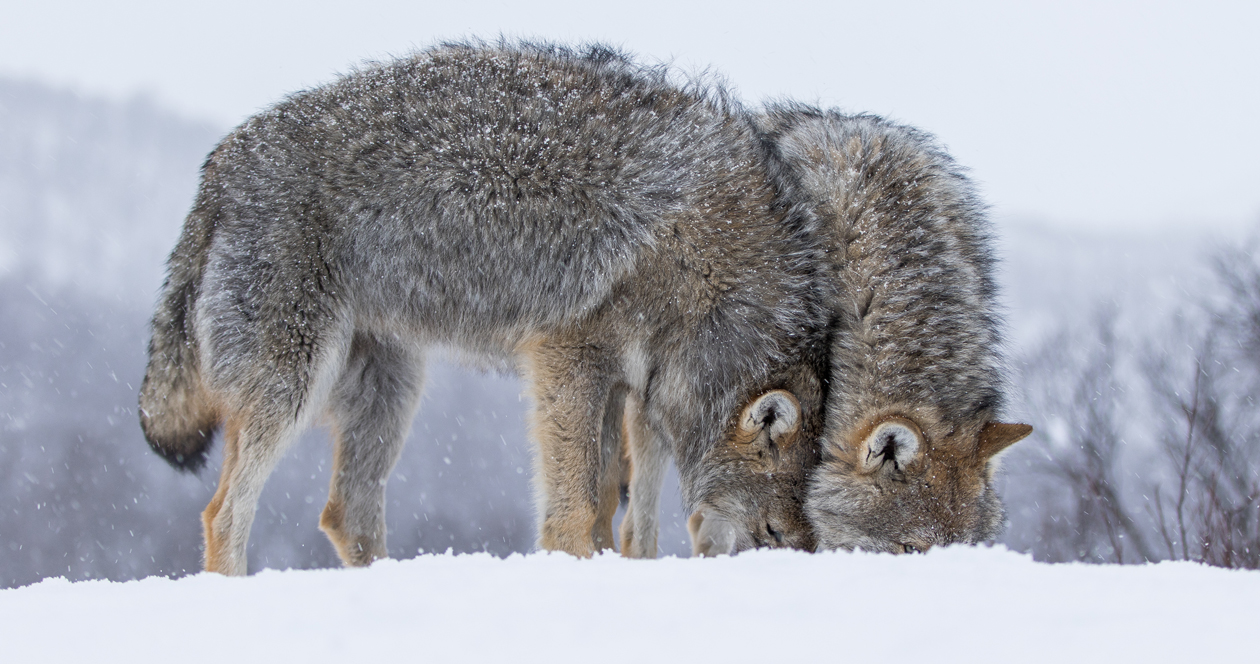 Wisconsin wolf season closes early // GOHUNT. The Hunting Company