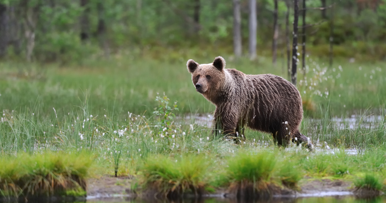 Environmental groups file lawsuit to ban bear-baiting in Wyoming and ...