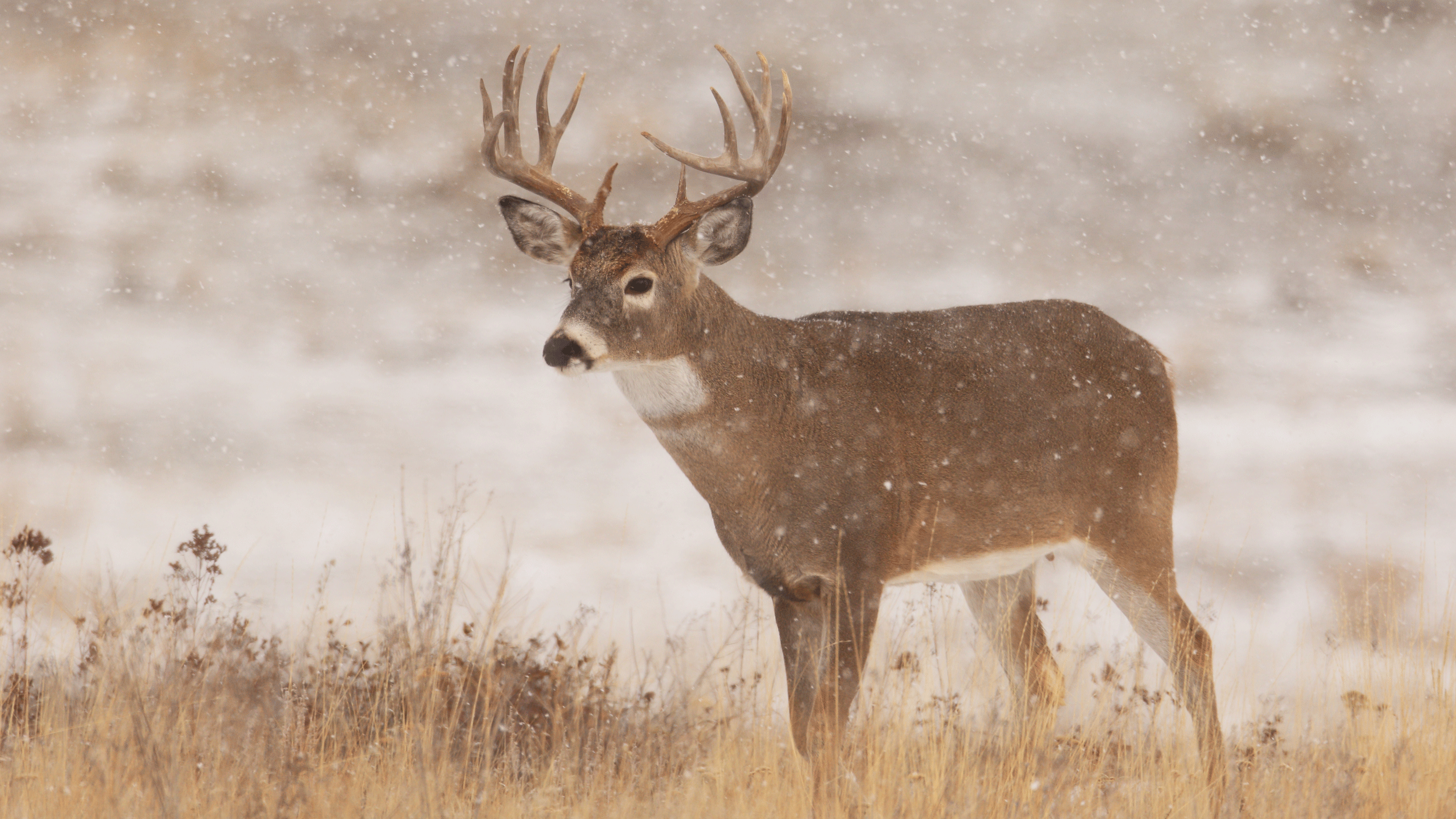 Montana landfill targeted in Flathead County to stop spread of CWD in ...