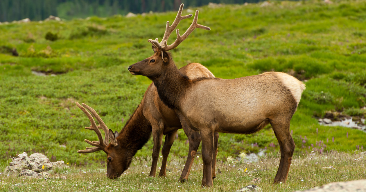 Elliott the elk looks for new home // GOHUNT. The Hunting Company