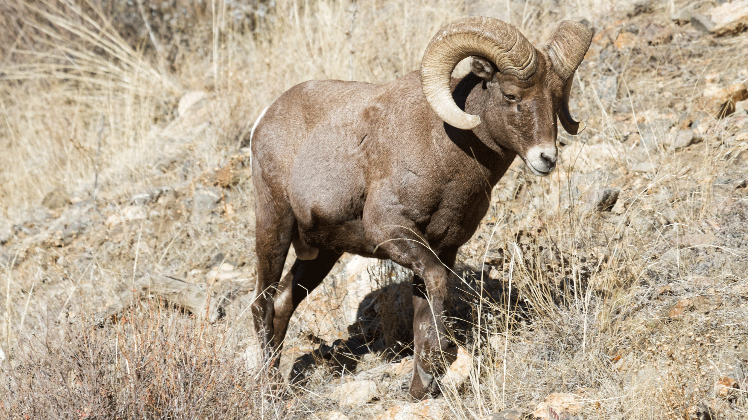 New research looks at diet and group size as factors to bighorn sheep ...