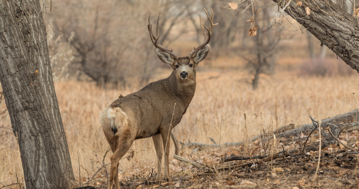 North Dakota mule deer numbers remain stable // GOHUNT. The Hunting Company