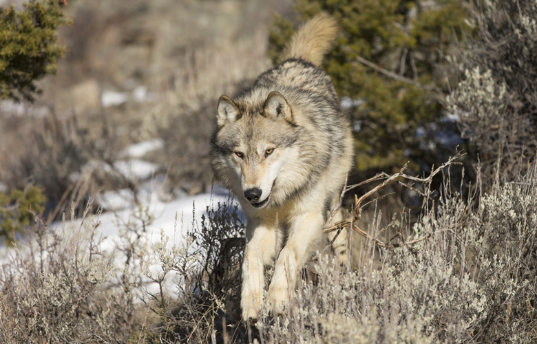 Why predators in the West need predators // GOHUNT. The Hunting Company