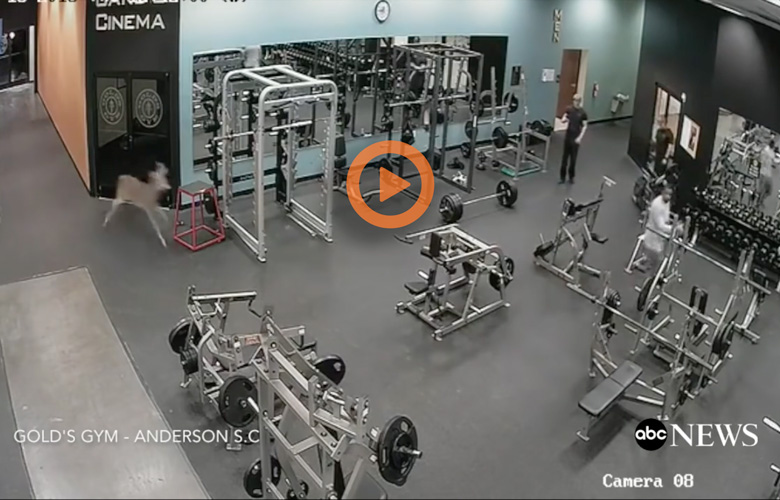 Whitetail buck crashes into gym for a workout // GOHUNT. The Hunting ...