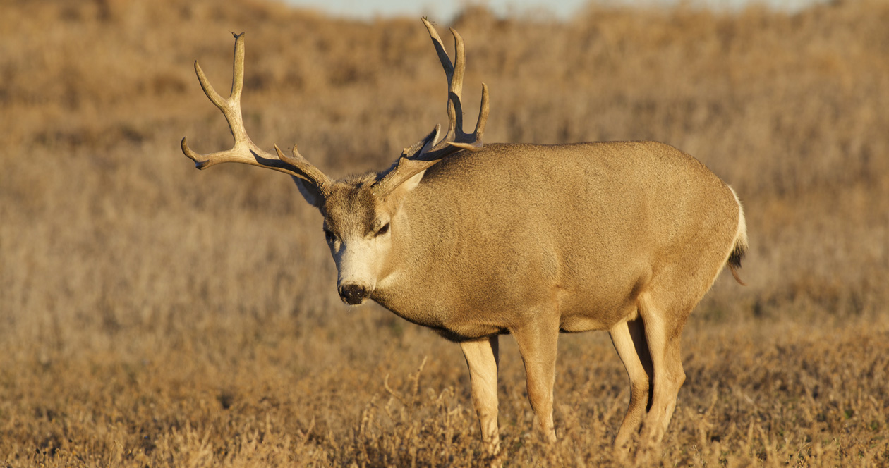 Montana proposes two-month “special” CWD hunt // GOHUNT. The Hunting ...