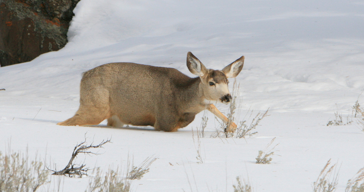 Northeast Wyoming mule deer classification surveys finished // GOHUNT ...