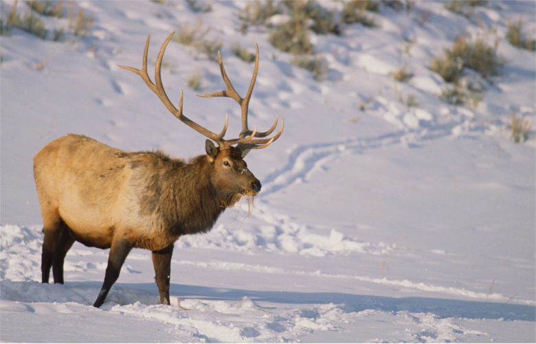 Hunters assemble in small Montana town for elk hunt // GOHUNT. The ...