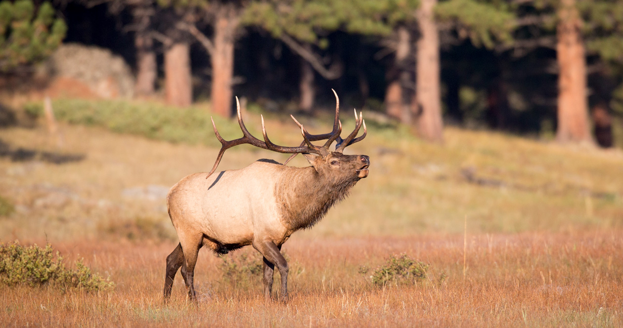 How to Apply for New Mexico Elk Hunts and Information You Need to Know ...
