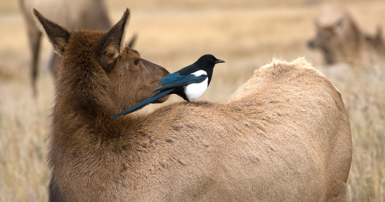 Utah adds more cow elk permits to 2021/22 season // GOHUNT. The Hunting ...