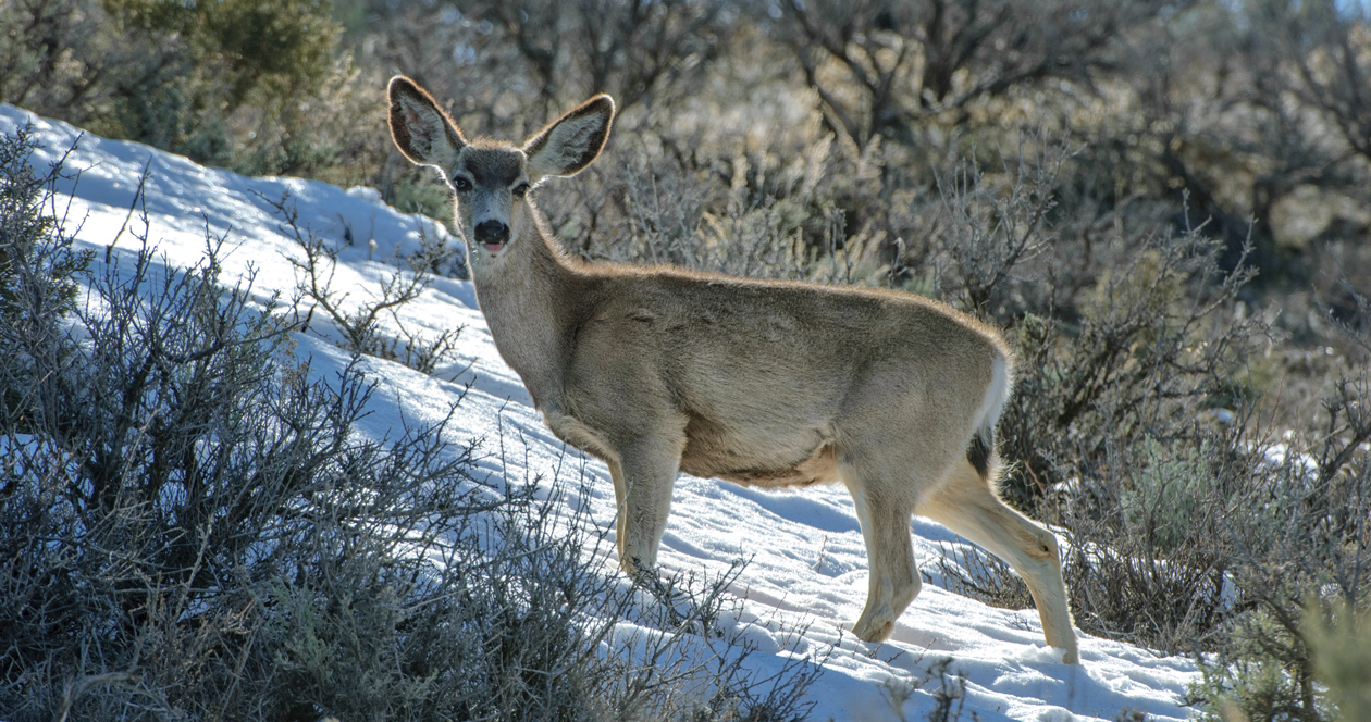 New study identifies challenges of timing mule deer births // GOHUNT ...