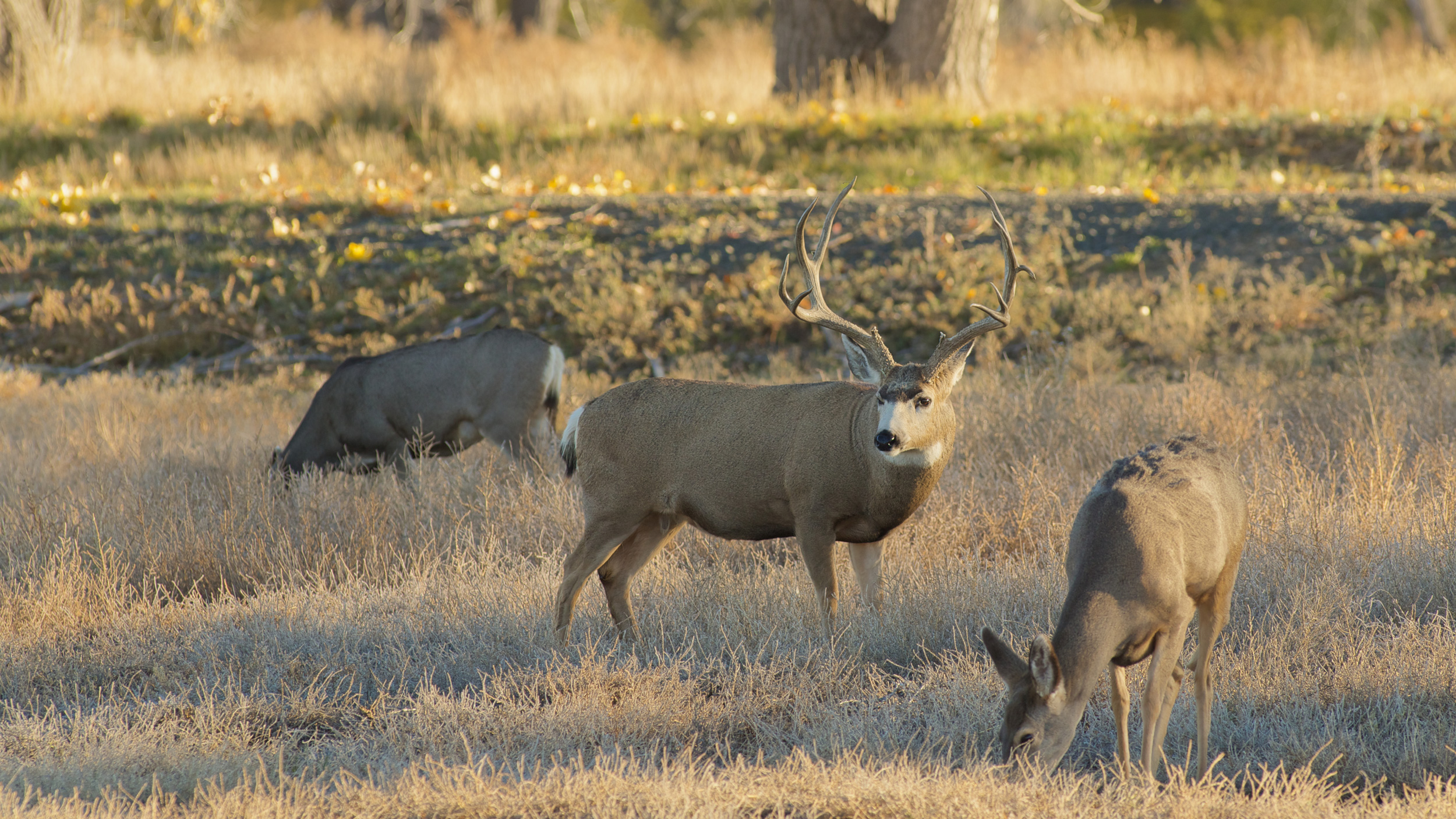 Catalina Island kills mule deer cull proposal // GOHUNT. The Hunting ...