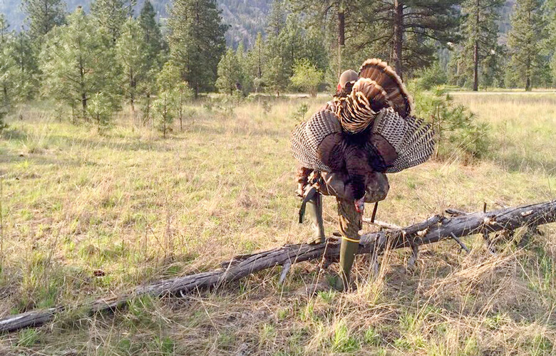 Additional chances to hunt turkeys — also known as the "kings of spring ...