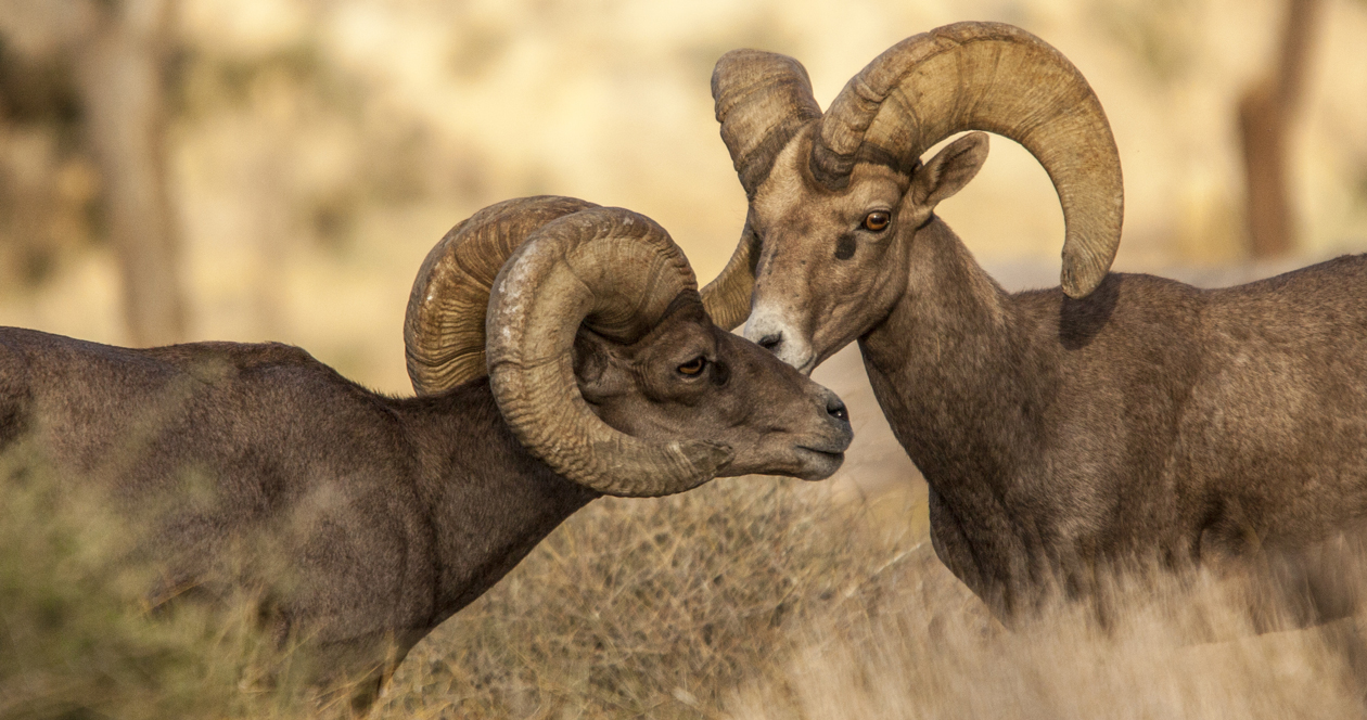 How to make the most out of your Arizona sheep application in 2021 ...