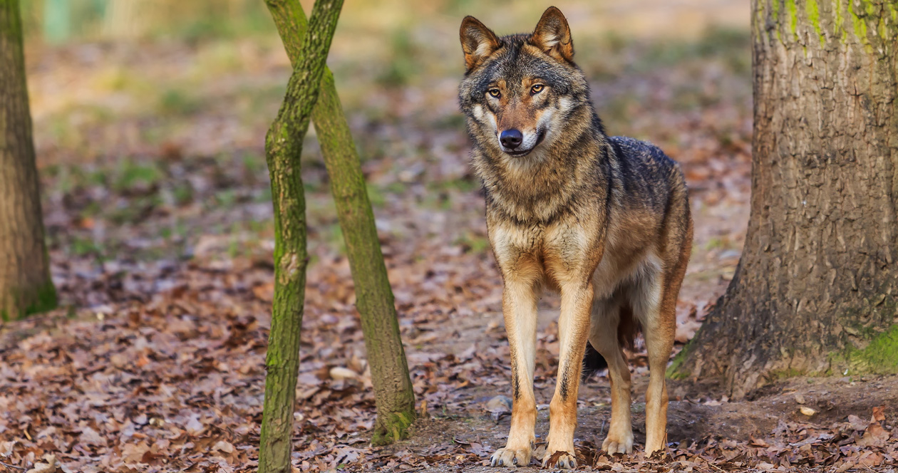 Is Oregon divided over gray wolves? // GOHUNT. The Hunting Company