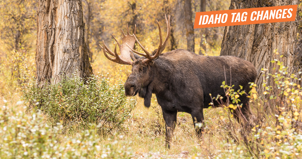 Proposed tag changes to moose, bighorn sheep and mountain goat hunts in ...
