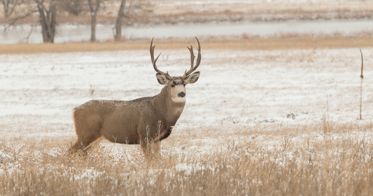 Another confirmed case of CWD in Montana? // GOHUNT. The Hunting Company