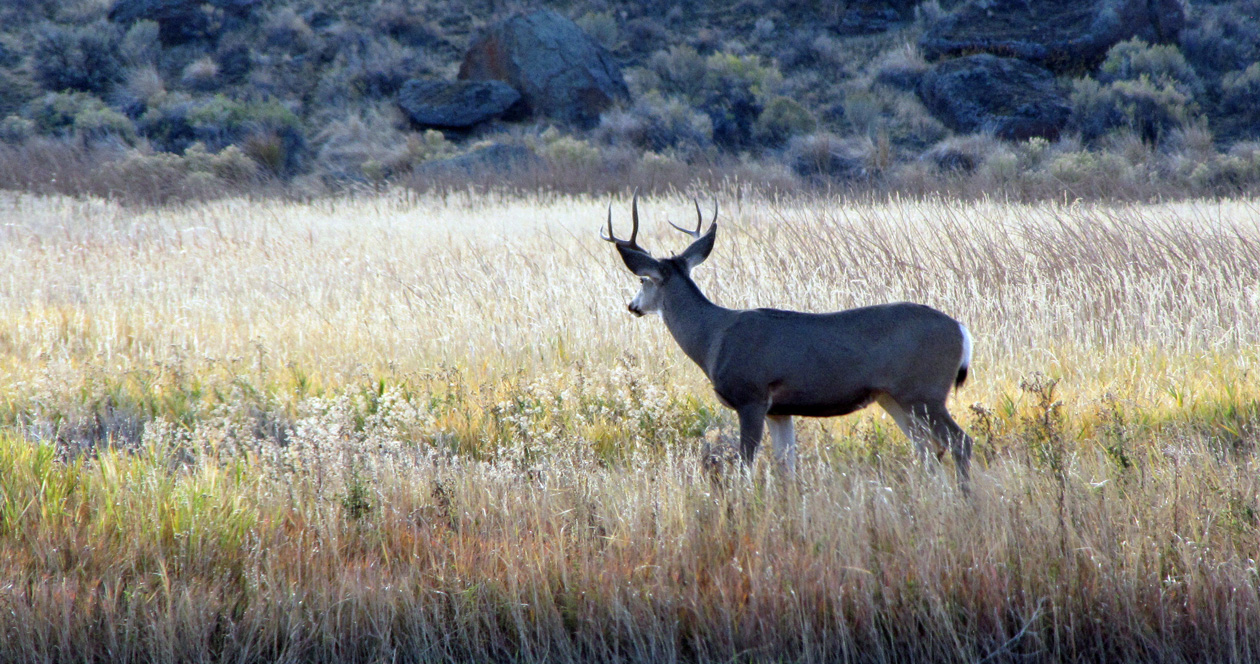 IDFG to hunters: don’t transport deer parts from CWD-infected states ...